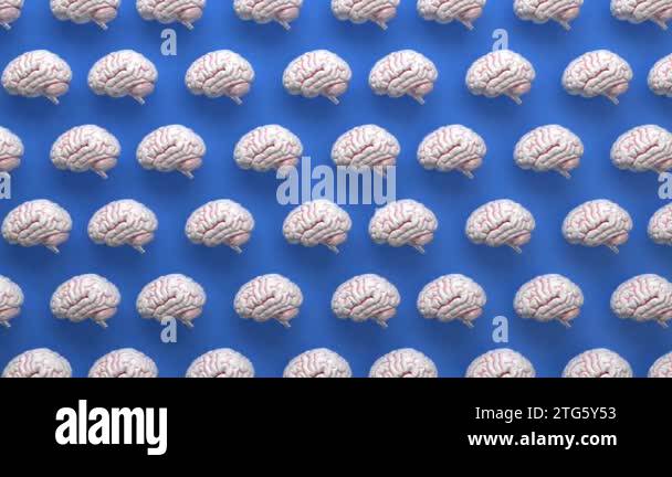 Real human brain internal cerebrum organ model seamless looping ...