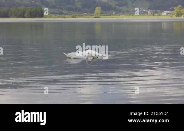 Lauerzersee Stock Videos & Footage - HD and 4K Video Clips - Alamy