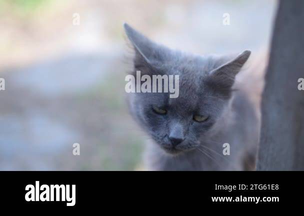Muzzle of gray purebred cat with short hair and long mustache. British ...