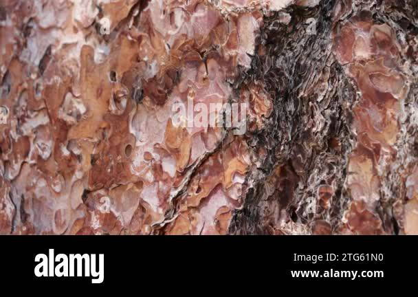 Pinus ponderosa pinaceae Stock Videos & Footage - HD and 4K Video Clips ...