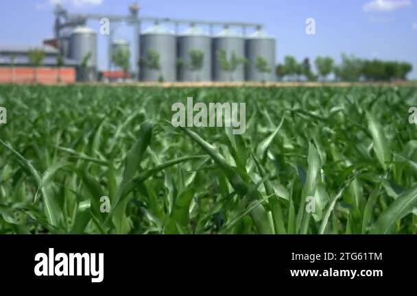 Grain drying rack Stock Videos & Footage - HD and 4K Video Clips - Alamy