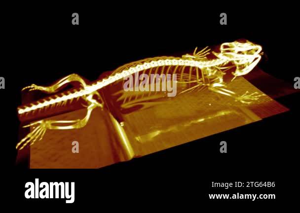 top view of black and white CT scan of a pogona vitticeps pet on a ...