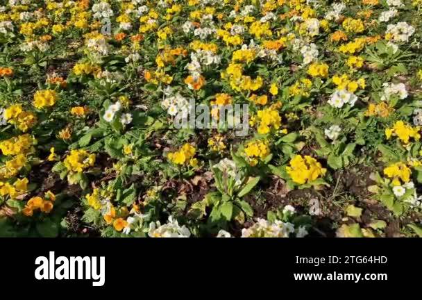 Primula spring border Stock Videos & Footage - HD and 4K Video Clips ...