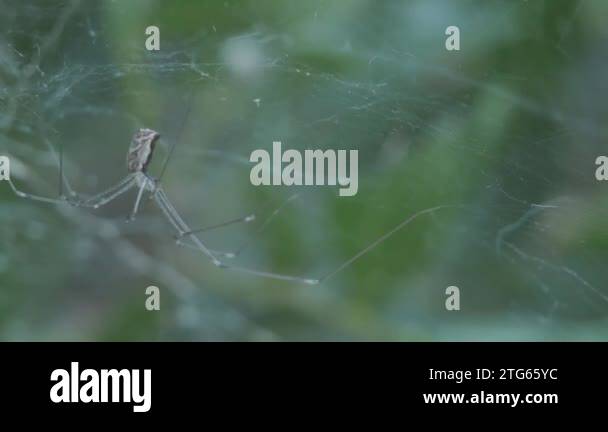 Long legged spiders Stock Videos & Footage - HD and 4K Video Clips - Alamy