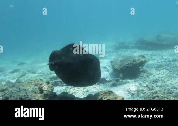 Sting ray fish Stock Videos & Footage - HD and 4K Video Clips - Alamy