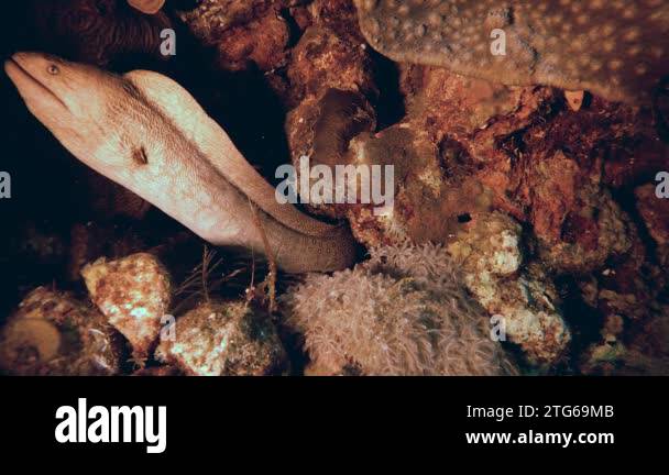 Yellow Mouth Moray. Tropical underwater yellow mouth moray (Gymnothorax ...