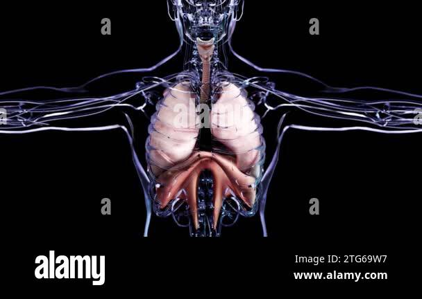 Human Respiratory System Lungs Anatomy loop Animation Concept. visible ...
