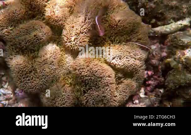 Cute anemone fish playing on the coral reef. Beautiful color clownfish ...