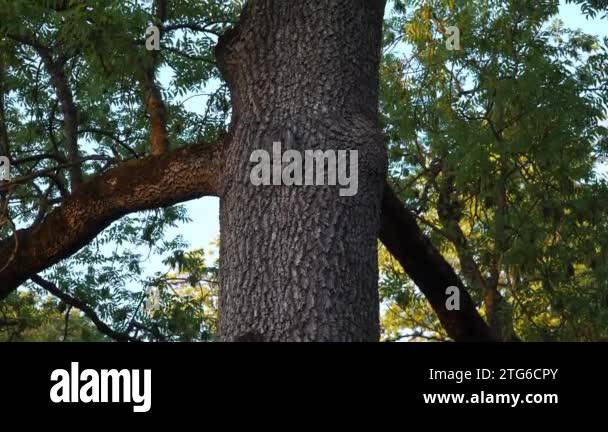 Big ash tree Stock Videos & Footage - HD and 4K Video Clips - Alamy