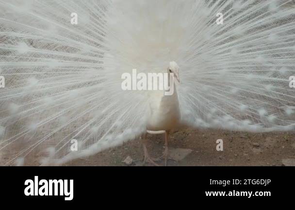 Albinos bird Stock Videos & Footage - HD and 4K Video Clips - Alamy