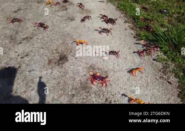 Red crabs migration Stock Videos & Footage - HD and 4K Video Clips - Alamy