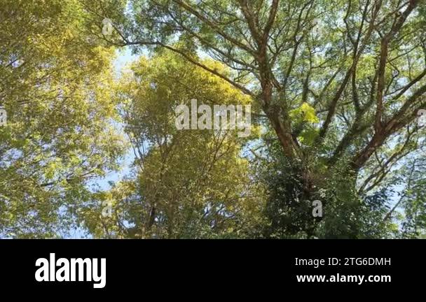 Tall tree branches Stock Videos & Footage - HD and 4K Video Clips - Alamy