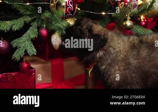 A puppy of the Leonberger breed nibbles on Christmas decorations on a ...