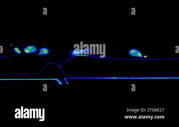 multi color CT scan of a Bearded dragon pet on a black background ...