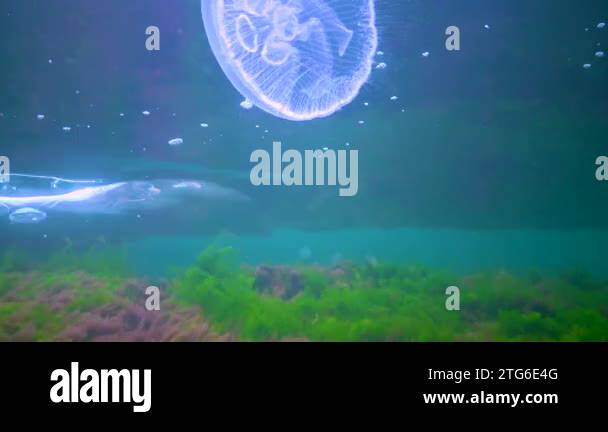 Common jellyfish, moon jellyfish (Aurelia aurita) swims over algae in ...