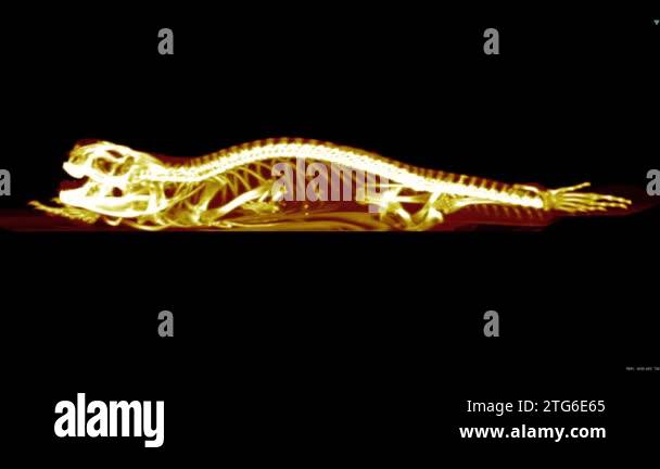 side view of black and white CT scan of a pogona vitticeps pet on a ...