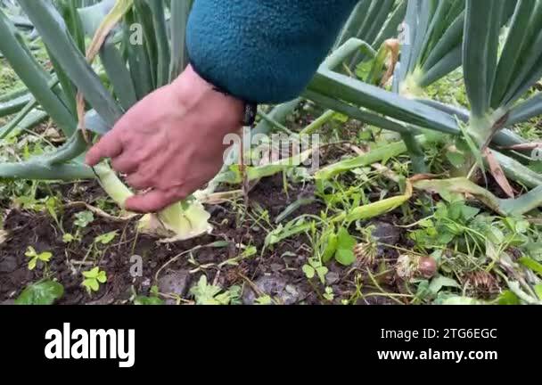 Vegetable sphere Stock Videos & Footage - HD and 4K Video Clips - Alamy