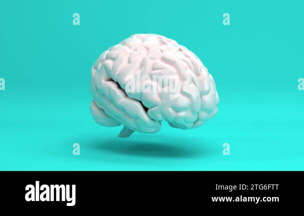 Real human brain internal cerebrum organ model seamless looping ...