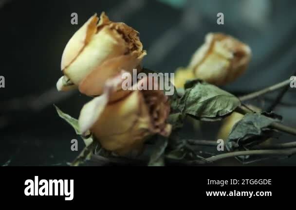 Withered roses flowers falling on black background, A withered bouquet ...