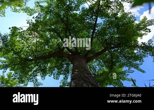 Top view ginkgo tree Stock Videos & Footage - HD and 4K Video Clips - Alamy