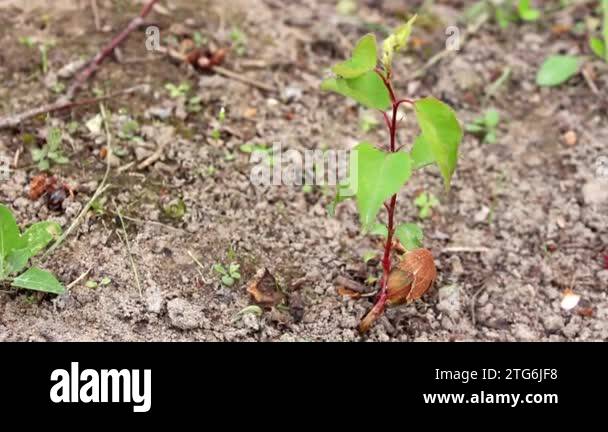 Young apricot tree growing from the kernel. Growing apricot shoot ...