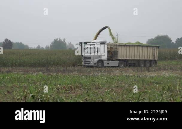 Harvester machine cut maize and load into truck trailer in farm field ...