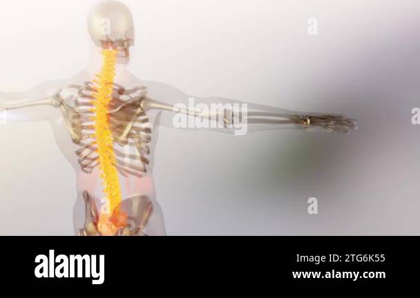 Spinal Cord Vertebral Column Cervical Vertebrae of Human Skeleton ...