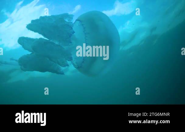 Floating in the thickness (Rhizostoma pulmo), commonly known as the ...