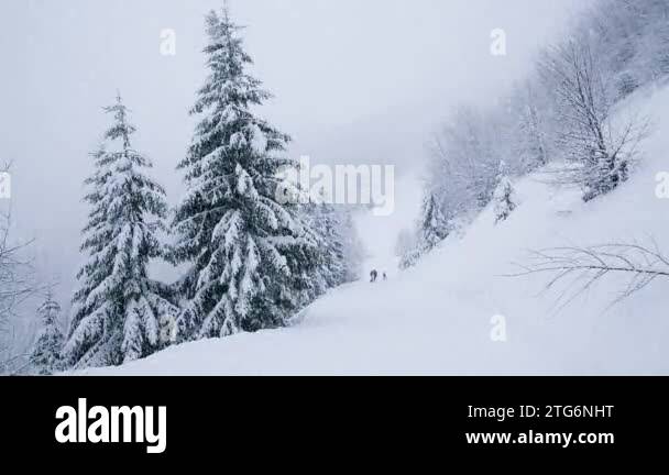 Snow falling down on forest trees in mountains.Beautiful hd video clip ...