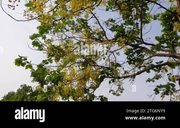 Cassia fistula flowers. It is aflowering plantin the Fabaceae family ...
