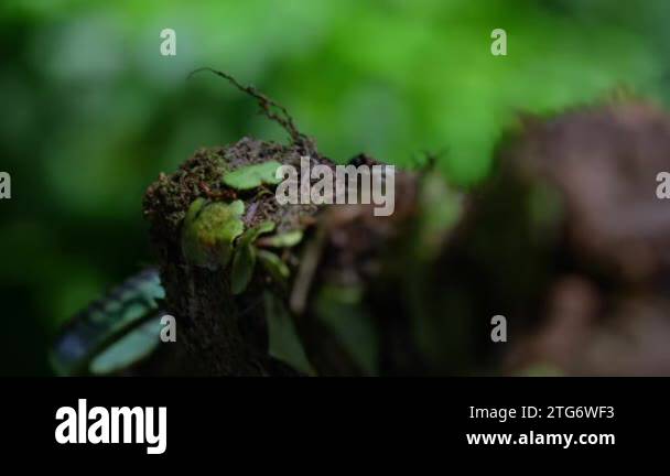 Snakes of malaysia Stock Videos & Footage - HD and 4K Video Clips - Alamy