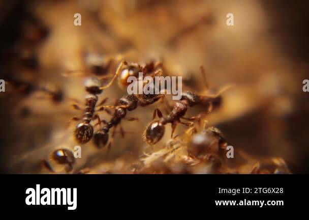 Ant War between two colonies of ants. Battle of ants, Crowds, Army ...