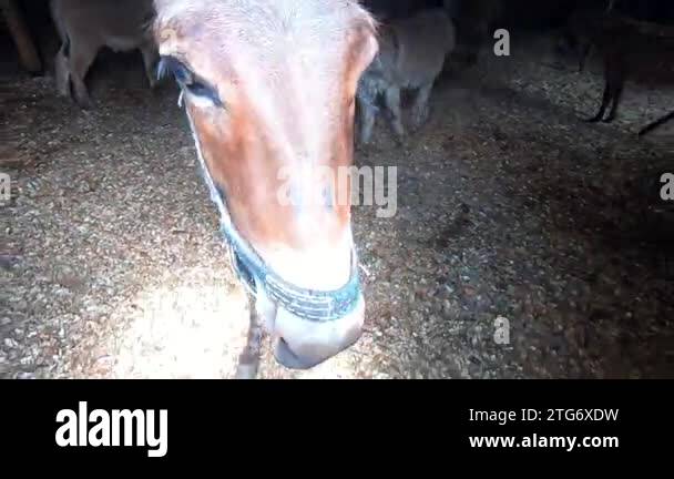 Donkey coming out of the barn. Donkey muzzle close-up. Cattle corral ...