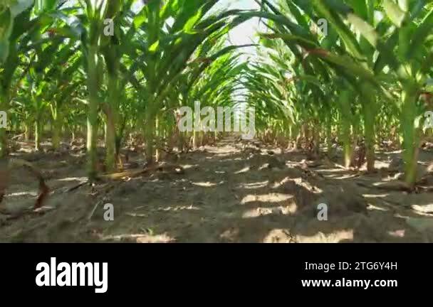 Corn maize close up, agriculture field, young green corn seedling crops ...