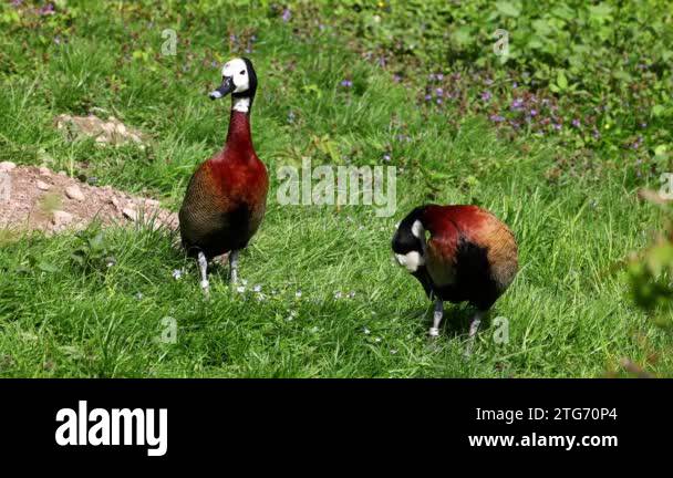 White-faced whistling duck, Dendrocygna viduata, noisy bird with a ...