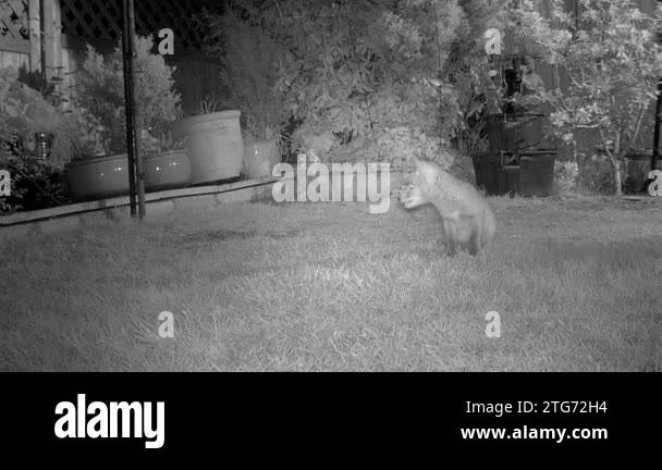 Red fox night cub Stock Videos & Footage - HD and 4K Video Clips - Alamy