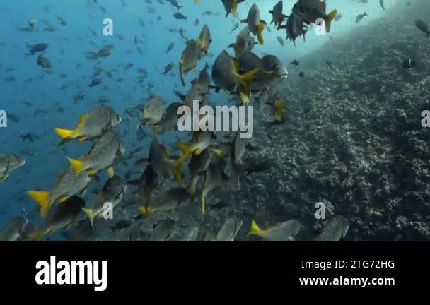Yellow tailed grunts unesco world Stock Videos & Footage - HD and 4K ...