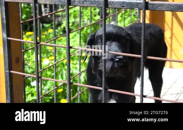 Sad homeless lonely dog partial heterochromia unwanted and barking in ...