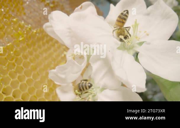 Bees pollinate flower of an apple tree against background of honeycombs ...