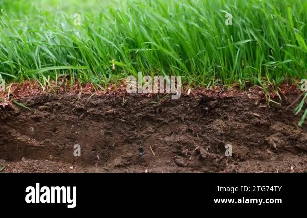 Grass cross section Stock Videos & Footage - HD and 4K Video Clips - Alamy
