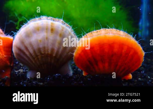 Ponticus Stock Videos & Footage - HD and 4K Video Clips - Alamy