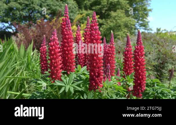 Lupin lupinus flower plant Stock Videos & Footage - HD and 4K Video ...