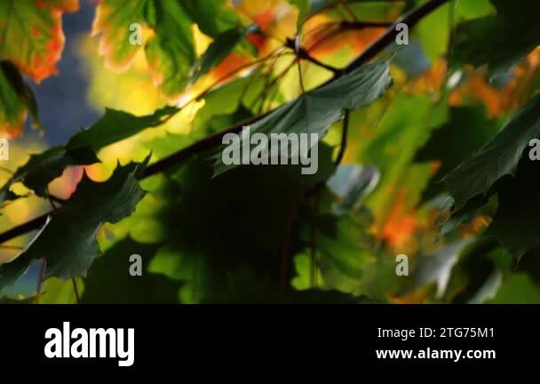 Sycamore color Stock Videos & Footage - HD and 4K Video Clips - Alamy