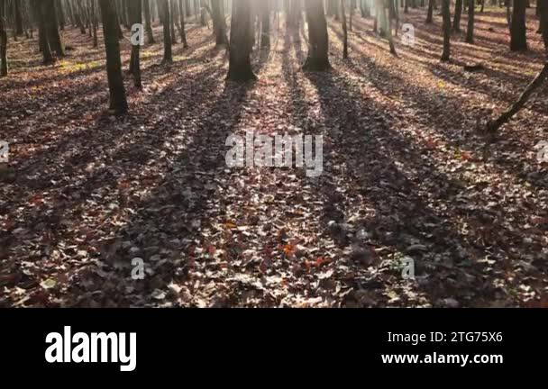 Golden light rays through a tree Stock Videos & Footage - HD and 4K ...