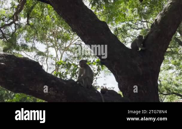 The monkey is cool in the tree. Monkeys relax enjoying the atmosphere ...