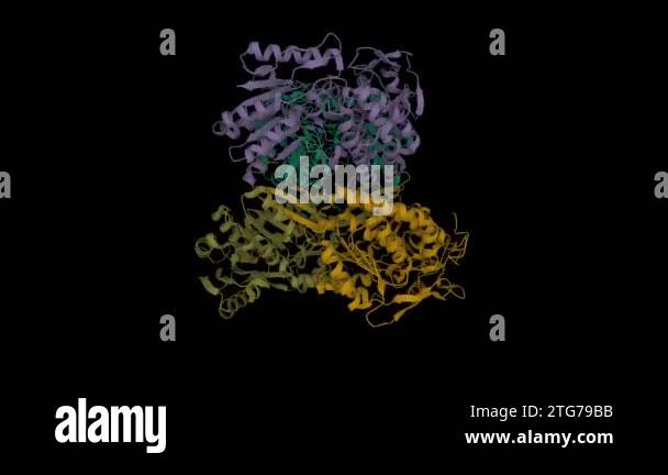 Structure of human apo aldehyde dehydrogenase (ALDH1A1). Animated 3D ...