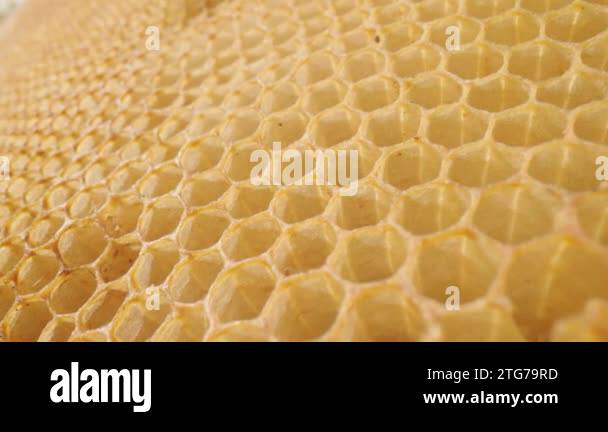 Camera slides over on empty wax honeycombs. Close up of honeycomb frame ...