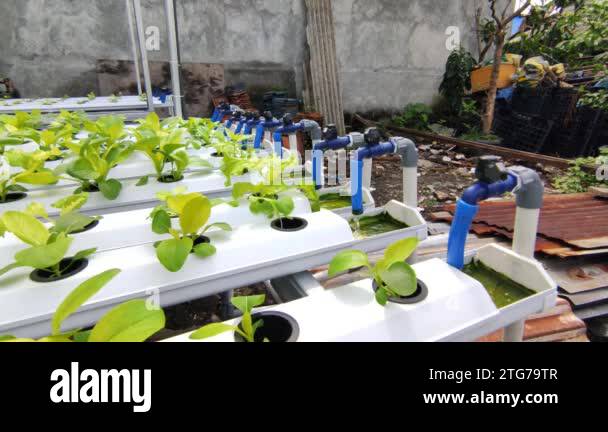 Hydroponic farming system Stock Videos & Footage - HD and 4K Video ...
