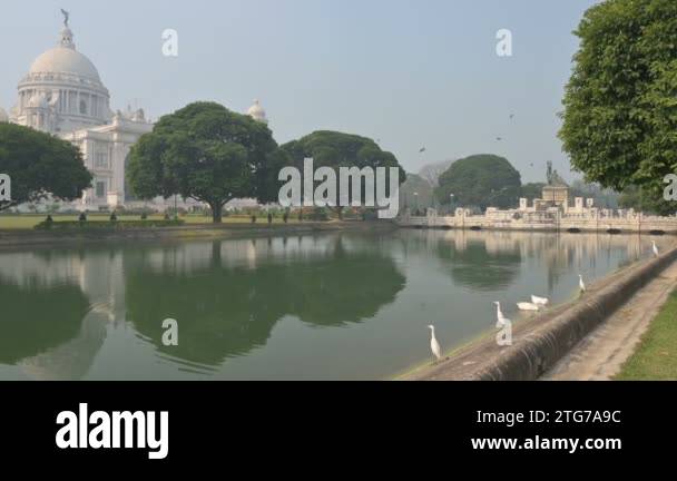 The Indian pond herons or paddybirds, Ardeola grayii, small herons ...