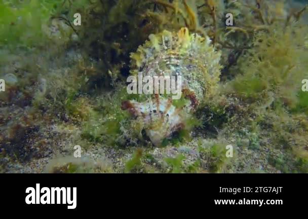 Pearl oyster pteria margaritifera Stock Videos & Footage - HD and 4K ...